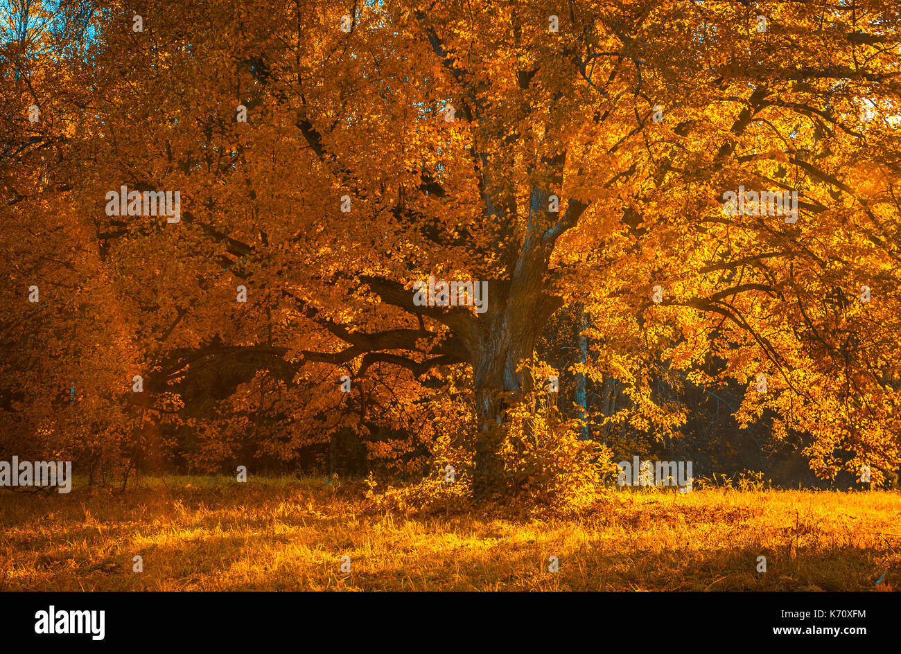 Autunm tree in the park, perfect fall scenery Stock Photo - Alamy
