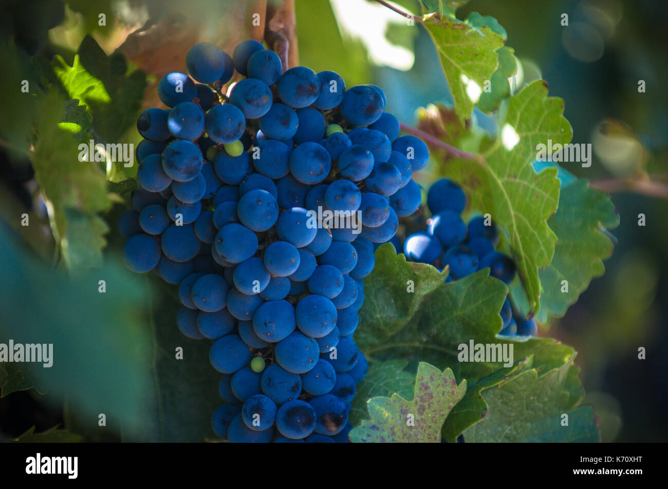 grape bunch, very shallow focus Stock Photo - Alamy