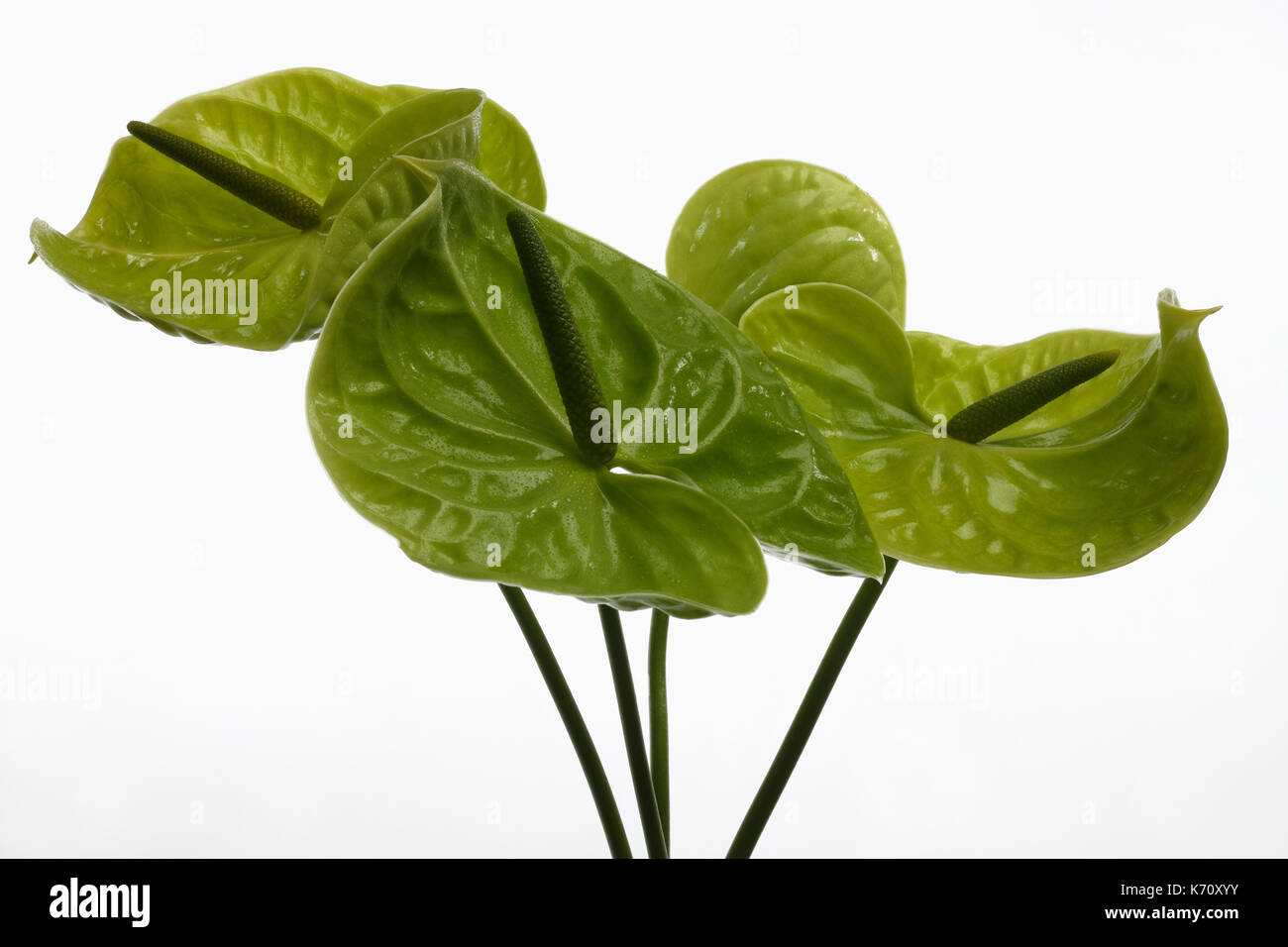 Flower studio shot Stock Photo - Alamy