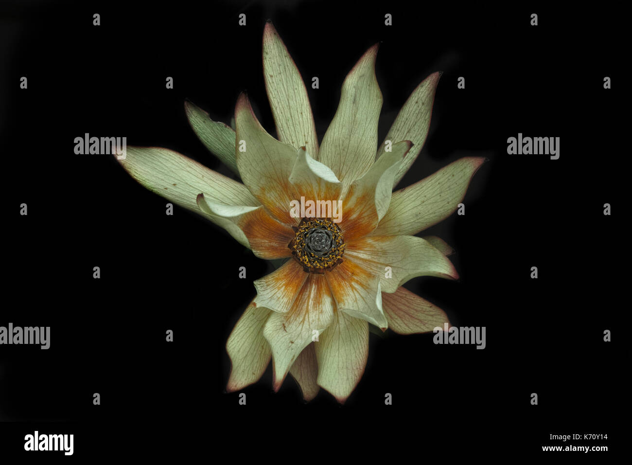 Proteaceae flower shrub shrub hi-res stock photography and images - Alamy