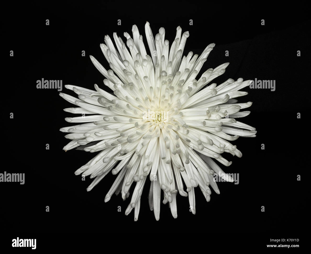 Flora shot hi-res stock photography and images - Alamy