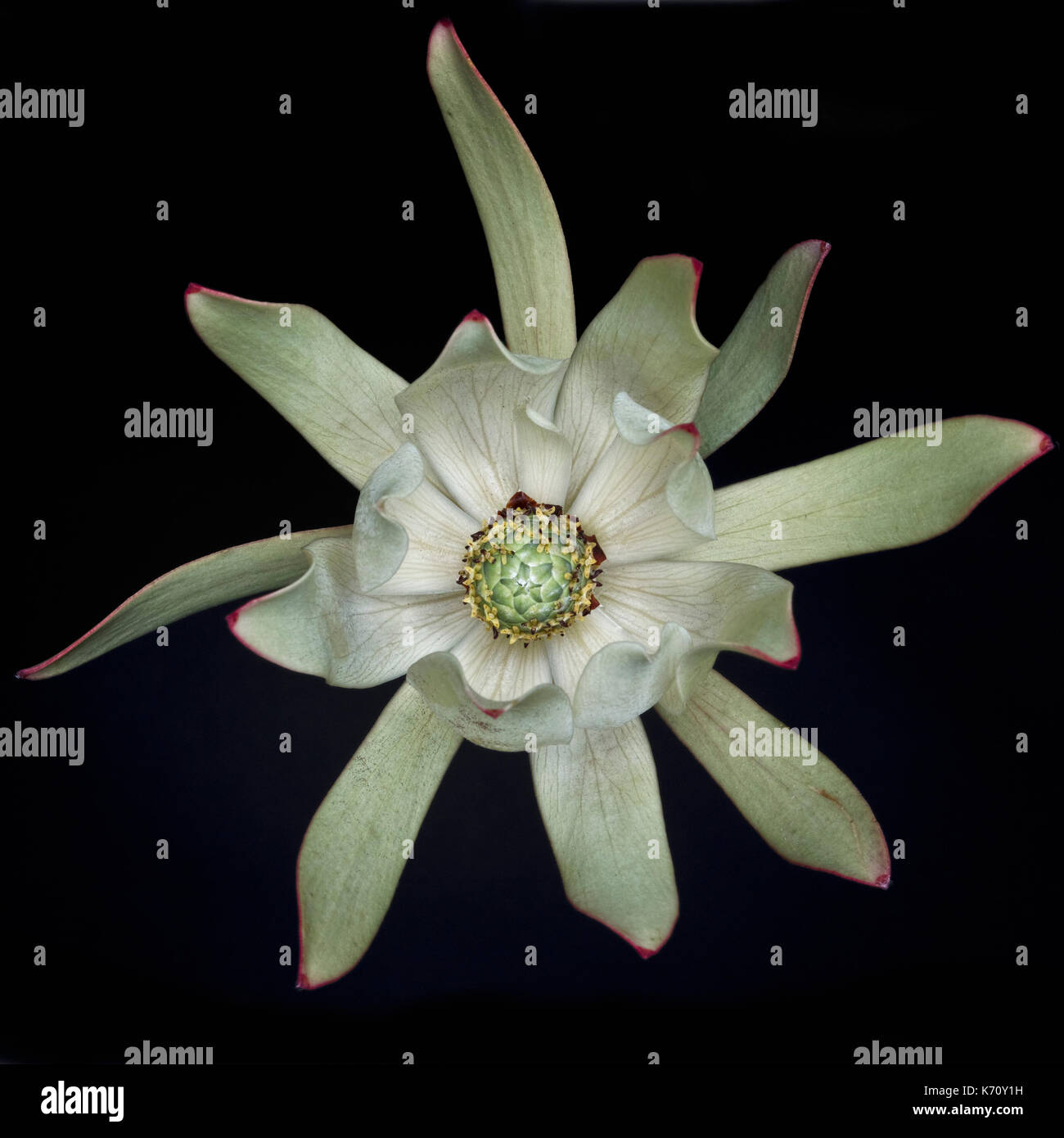 Flower studio shot Stock Photo - Alamy