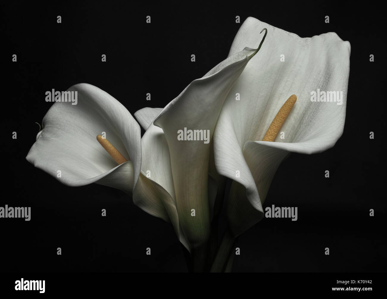 Araceae subfamily hi-res stock photography and images - Alamy