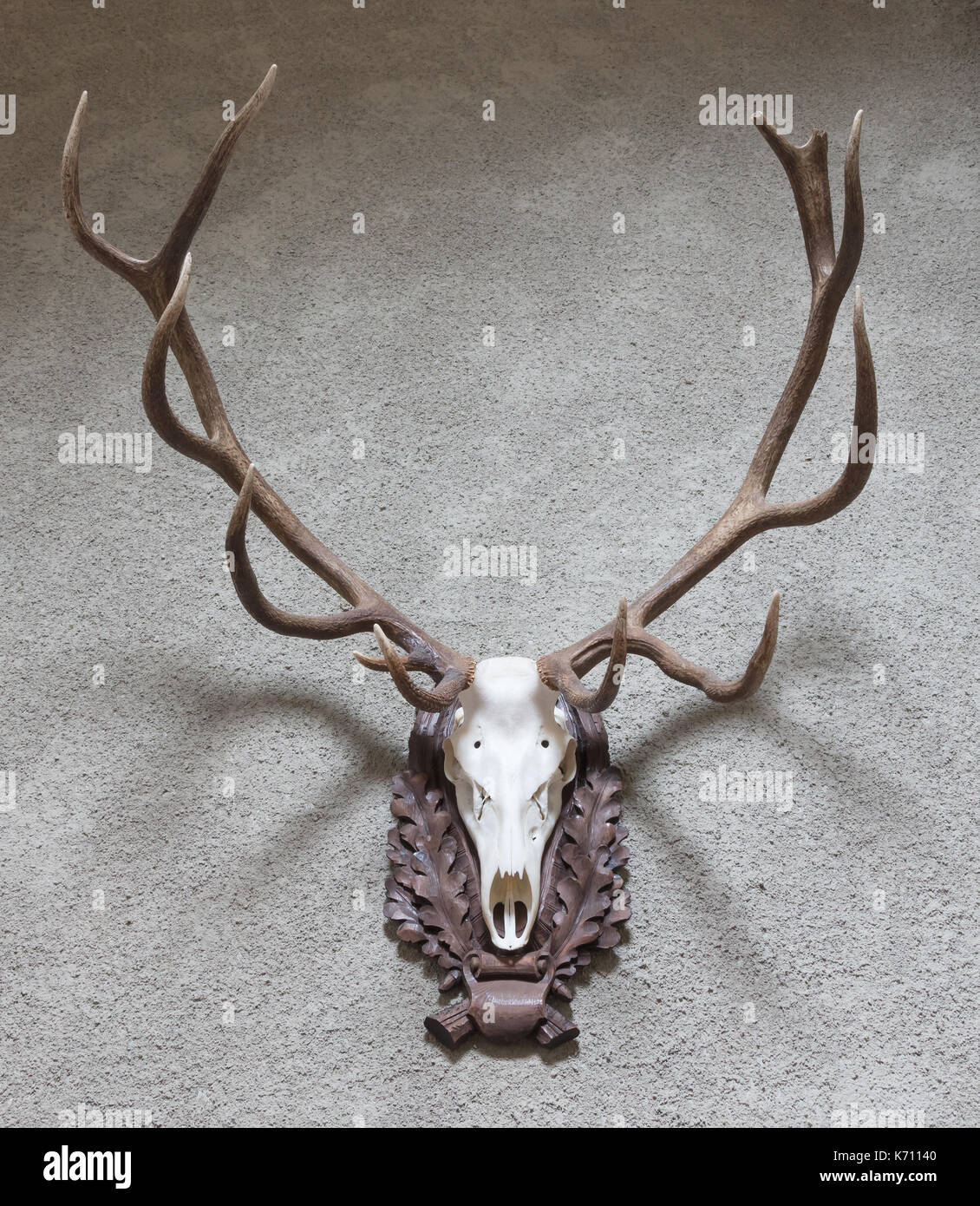 Large deer hunting trophy hanging on a wall Stock Photo - Alamy