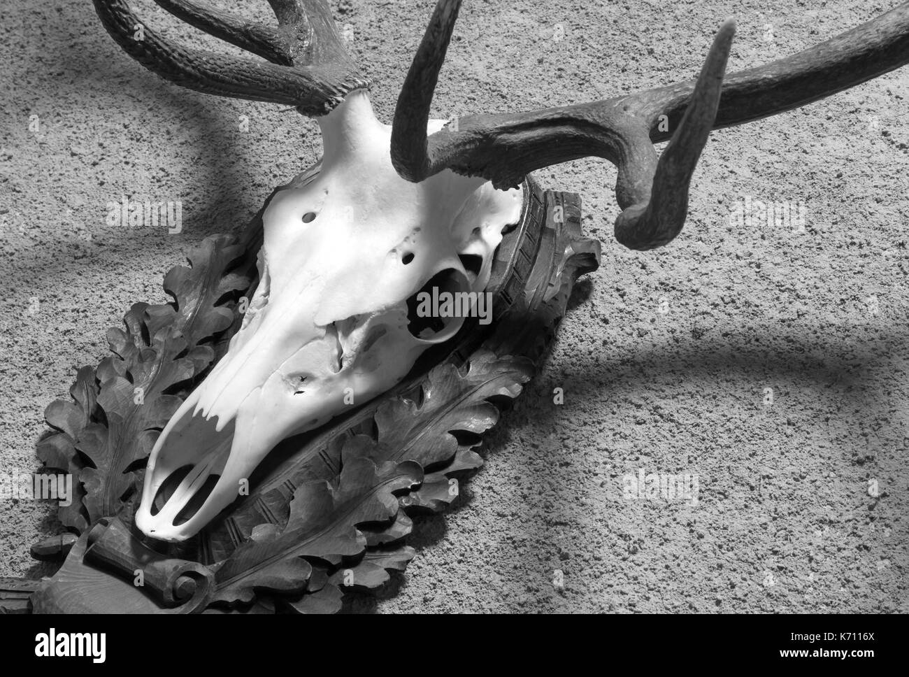 Large deer hunting trophy hanging on a wall Stock Photo - Alamy