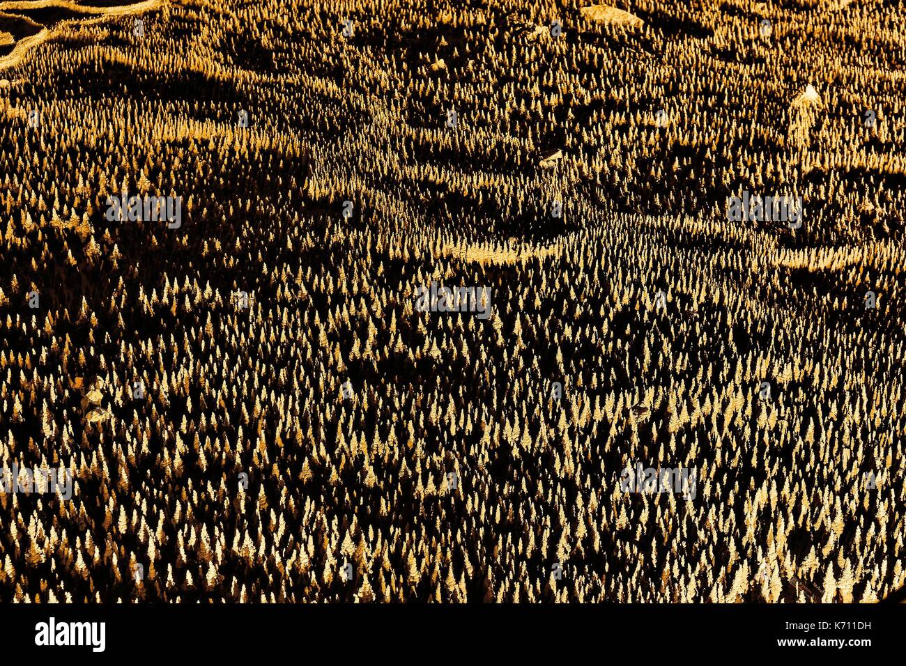 France, Gard, Mialet, Trabuc Cave, special concretions called the ...