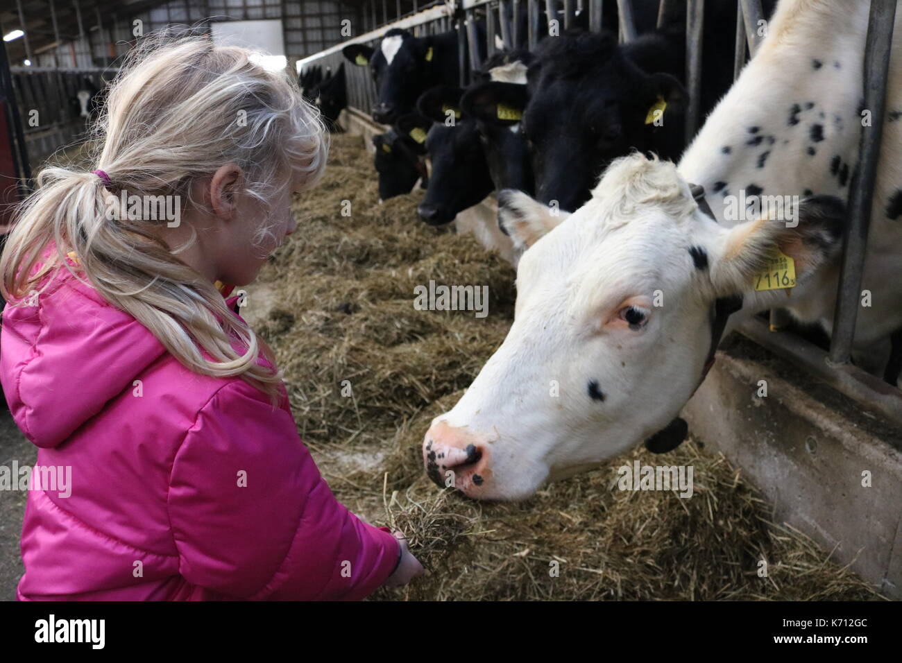 Little girl feeding a cow hay Stock Photo - Alamy