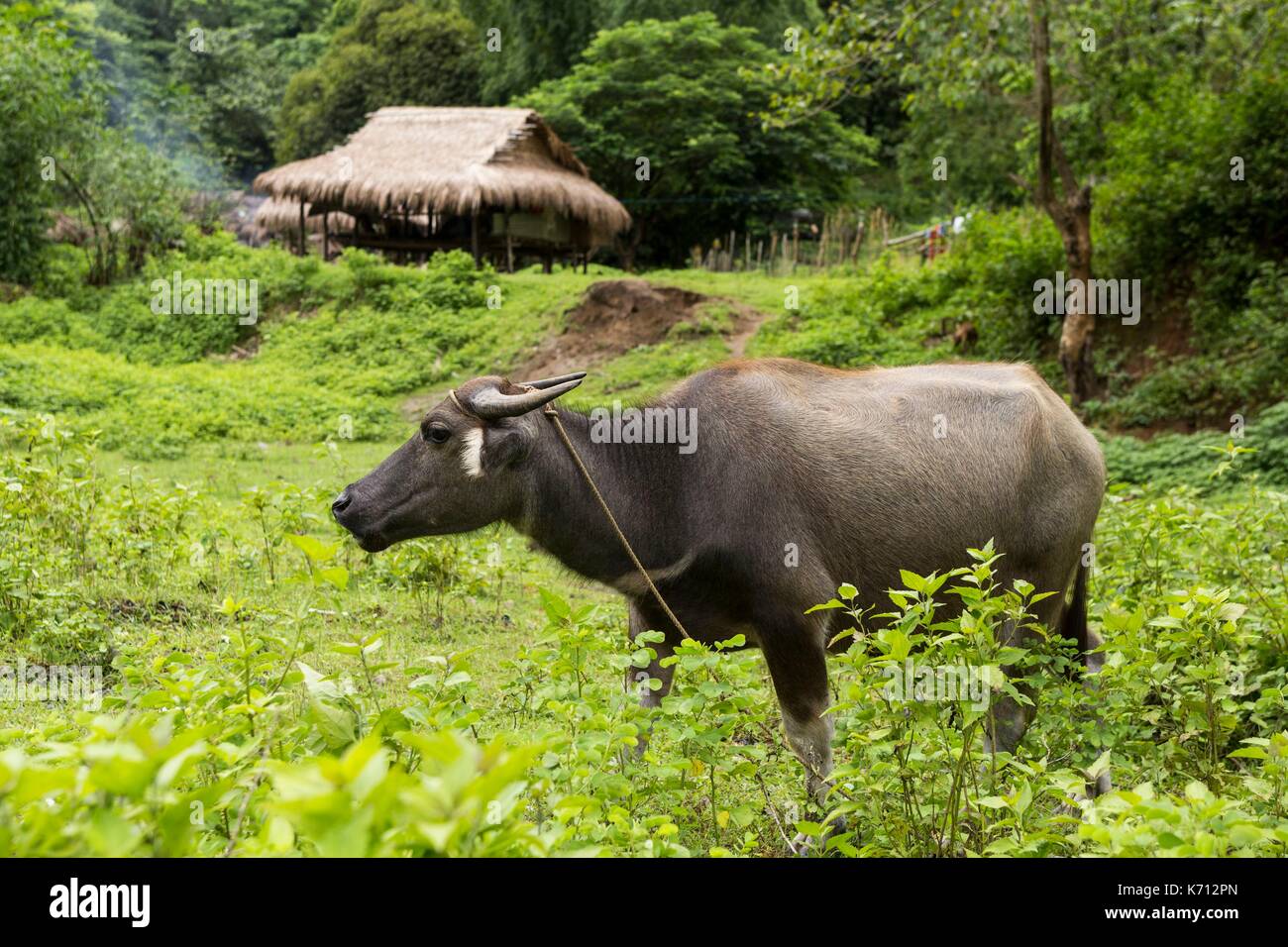 Kalabaw hi-res stock photography and images - Alamy