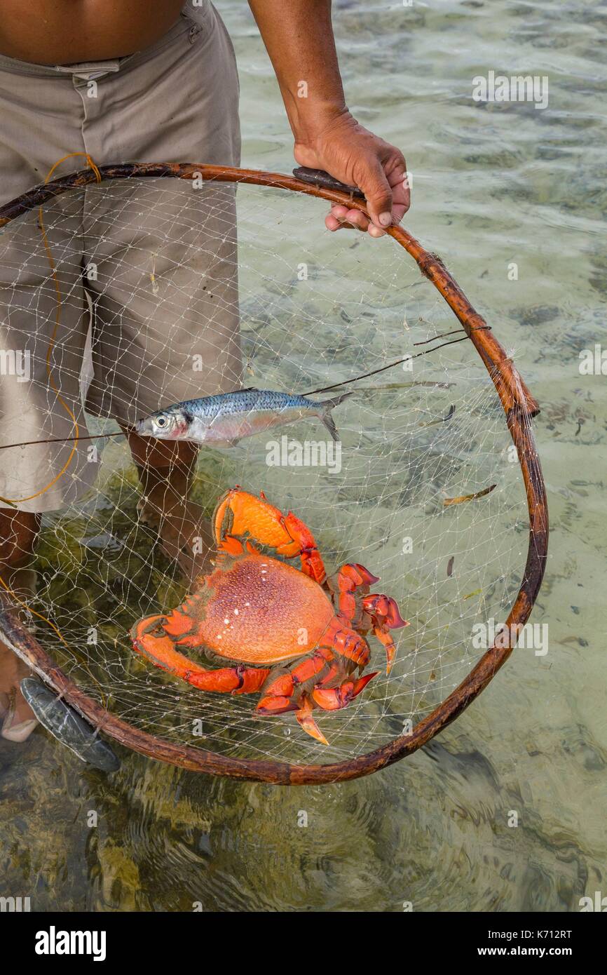 Curacha crab hi-res stock photography and images - Alamy