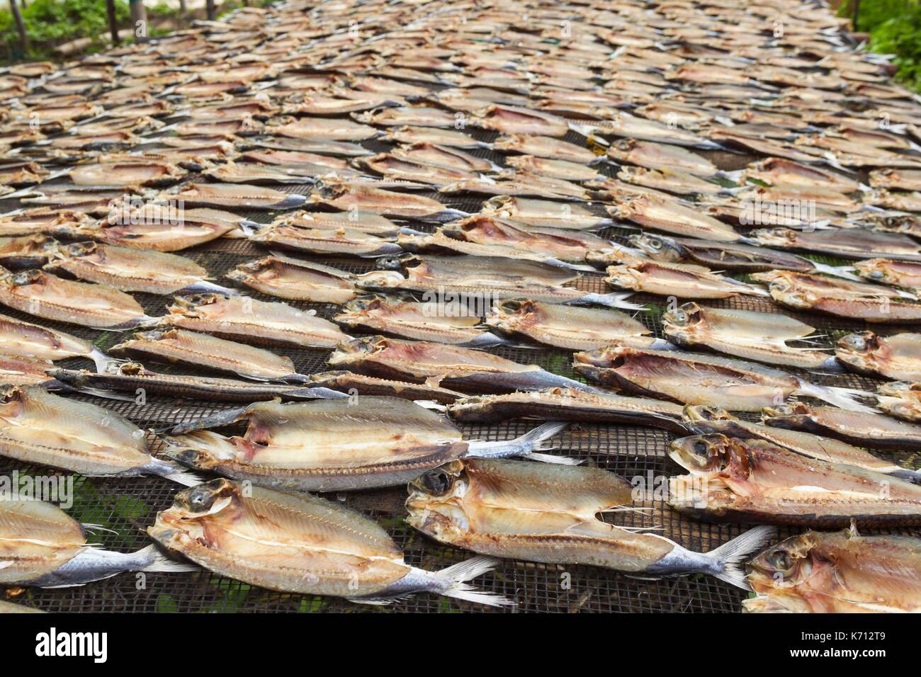 Philippines, Palawan, Dumaran Island, Araceli, Tinintinan beach, fishes ...