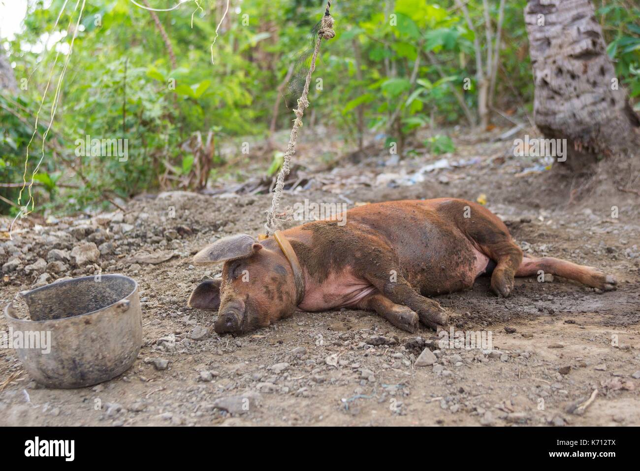 Philippines, Palawan, Calandagan Island, pig sleeping in shadow Stock ...
