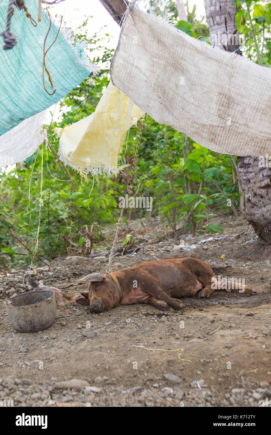 Philippines, Palawan, Calandagan Island, pig sleeping in shadow Stock ...