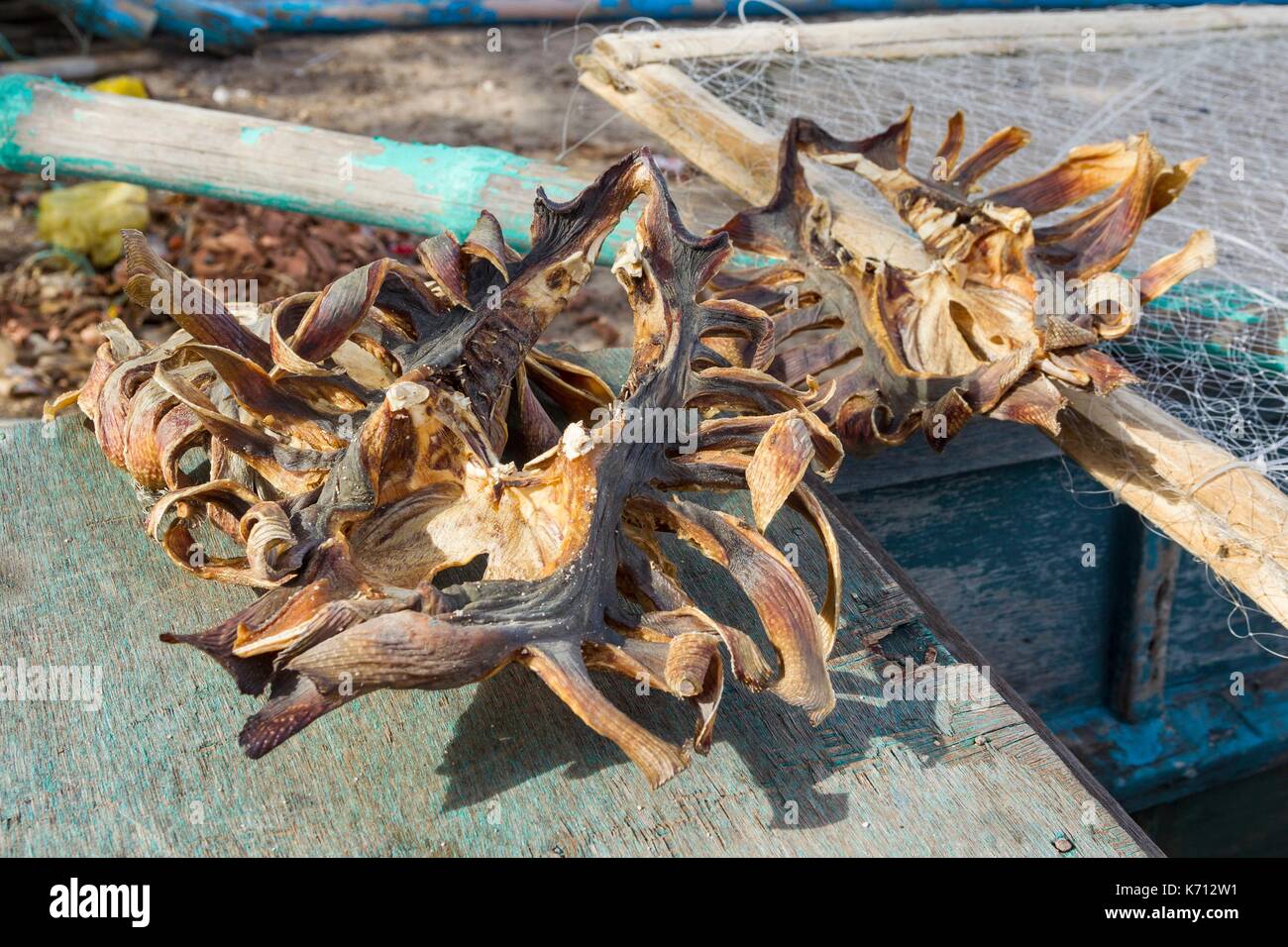 Philippines, Palawan, Calandagan Island, dried fishes Stock Photo - Alamy