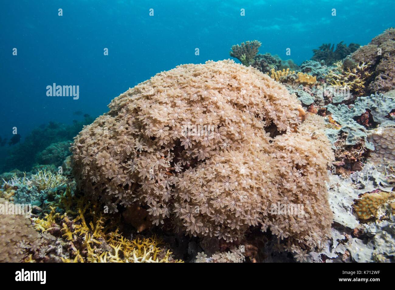 Philippines, Palawan, Araceli, Mantulali Island, soft coral Stock Photo ...