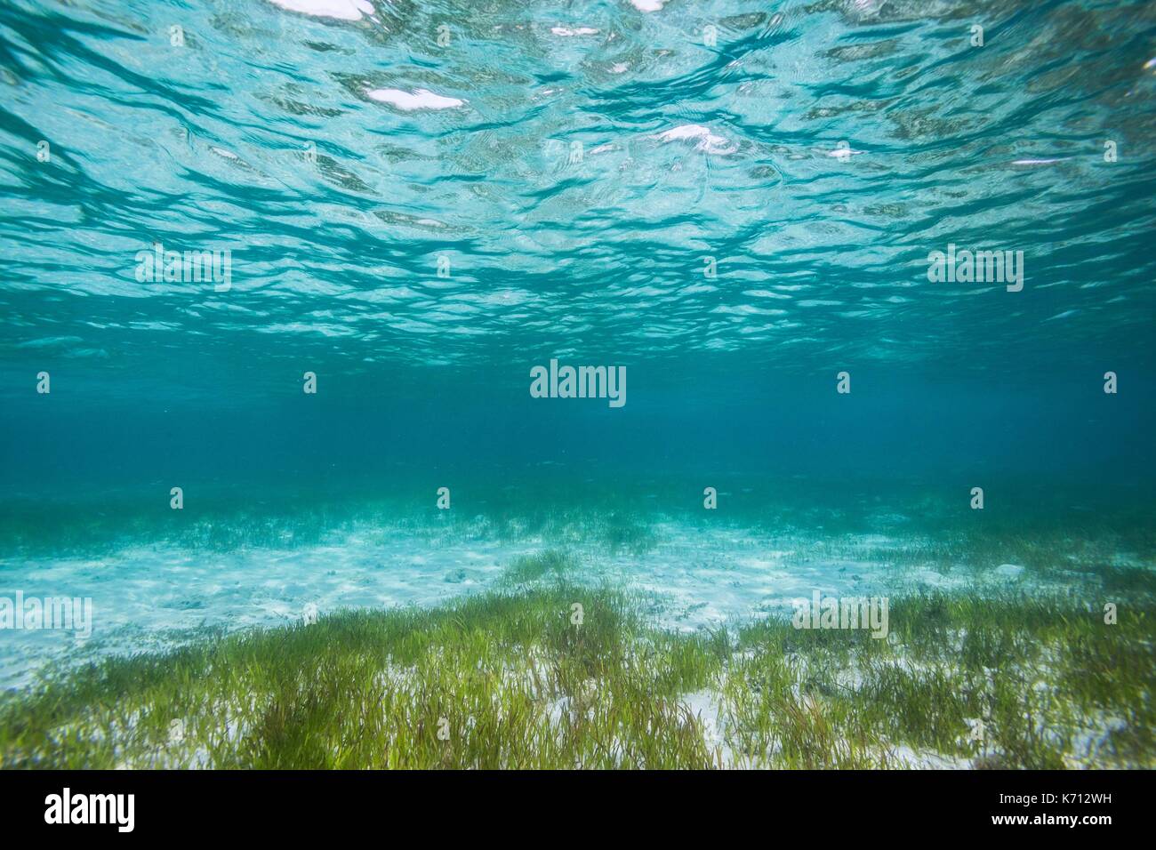 Philippines, Palawan, Dumaran Island, Araceli, seagrass Stock Photo - Alamy