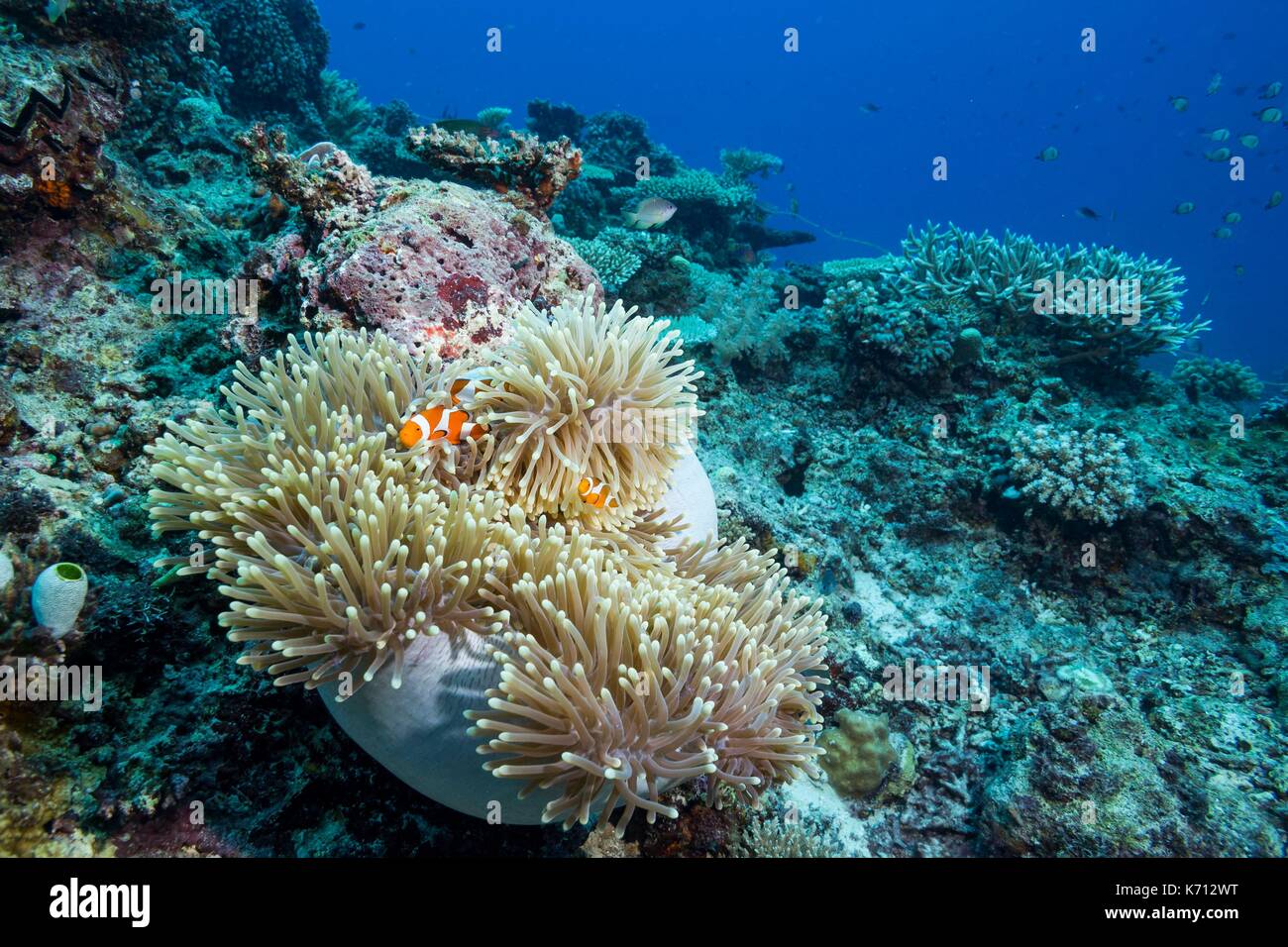 Philippines, Palawan, Calandagan Island, clown Anemonefish (Amphiprion ...