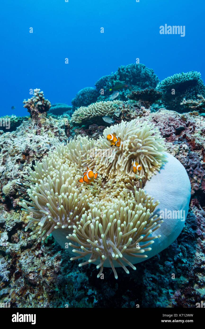 Philippines, Palawan, Calandagan Island, clown Anemonefish (Amphiprion ...