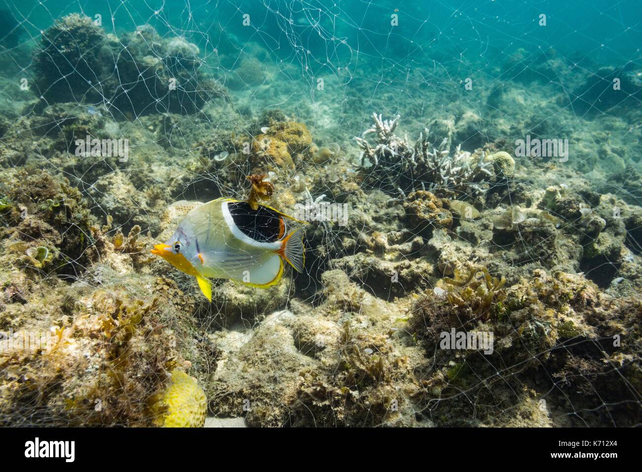 Philippines, Palawan, Dumaran Island, reef fish catched in fishnet ...