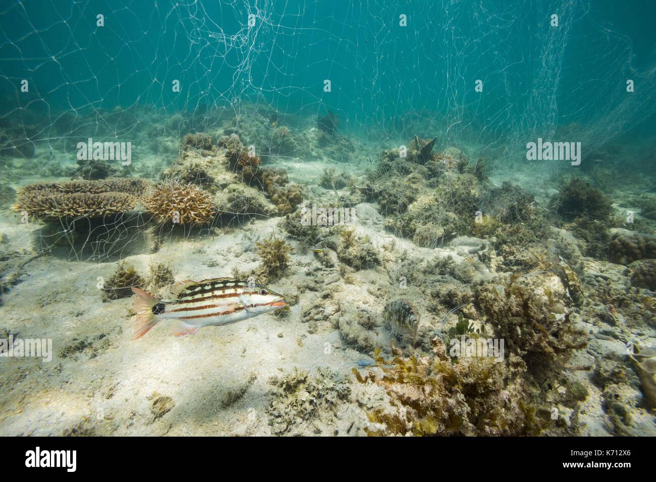 Philippines, Palawan, Dumaran Island, reef fish catched in fishnet ...