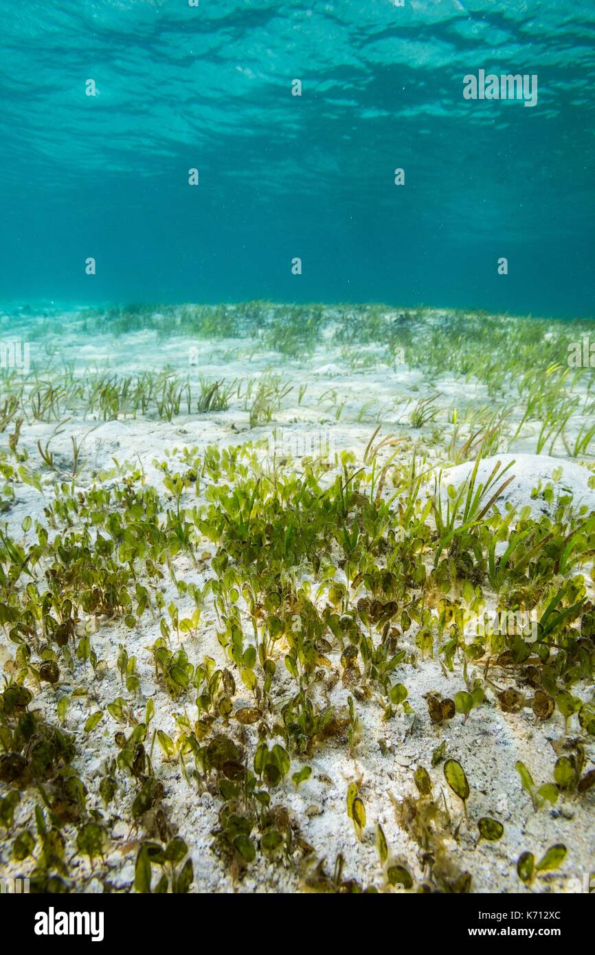 Philippines, Palawan, Dumaran Island, Araceli, seagrass Stock Photo - Alamy