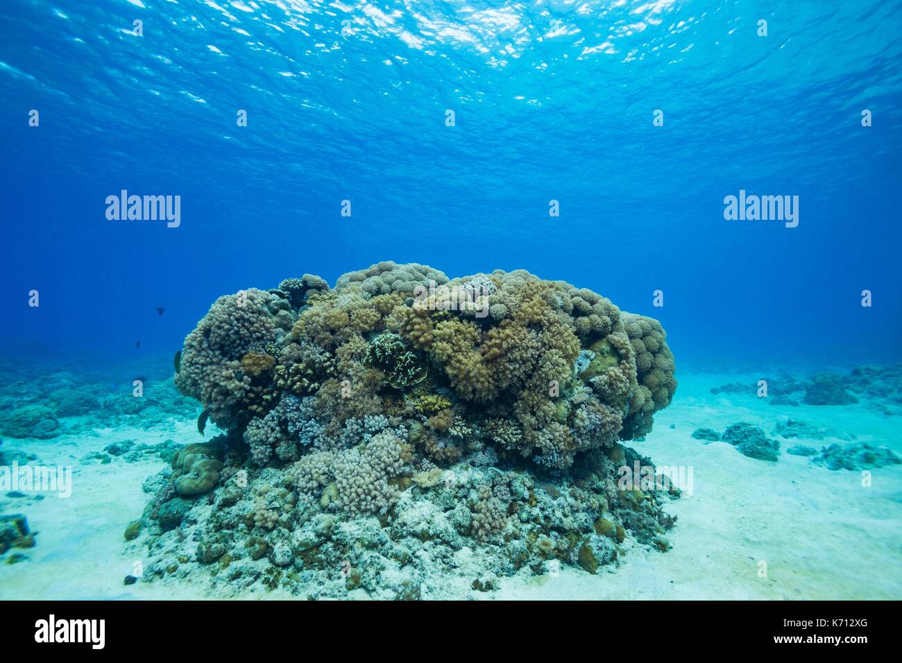 Philippines, Palawan, Cambari Island, coral pinnacle Stock Photo - Alamy