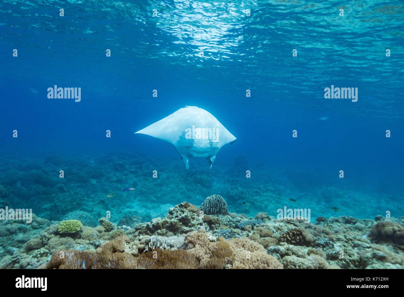 Philippines, Palawan, Cambari Island, manta ray (Manta birostris ...