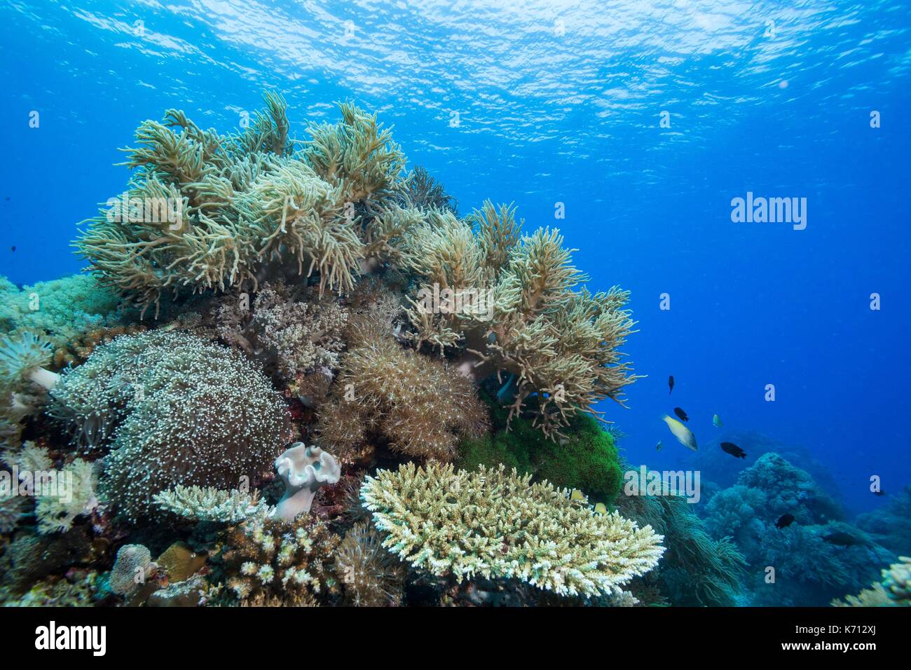 Philippines, Palawan, Cambari Island, coral reef Stock Photo - Alamy