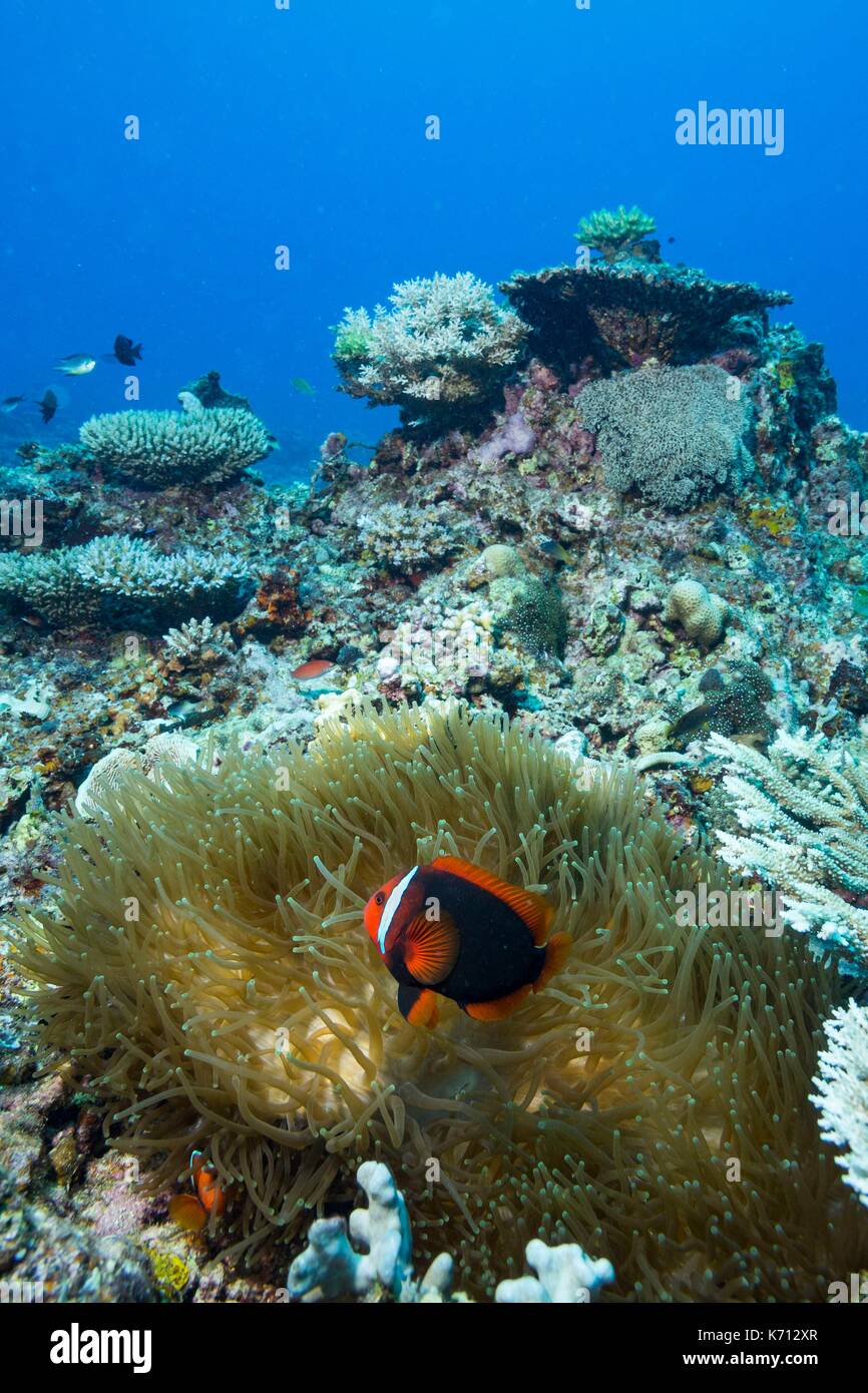 Philippines, Palawan, Calandagan Island, Tomato Anemonefish (Amphiprion ...