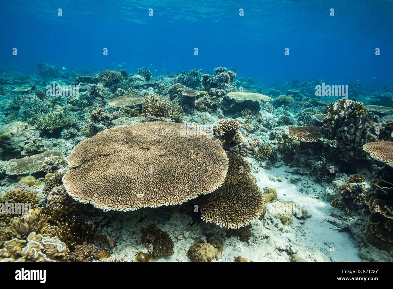 Philippines, Palawan, Calandagan Island, coral reef Stock Photo - Alamy