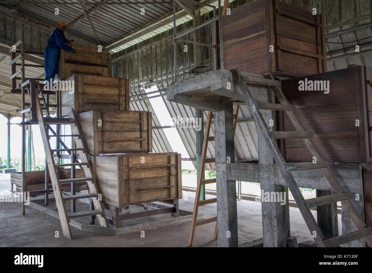Cameroon, Penja, DjombŽ, Storage and drying of cocoa beans (Theobroma ...