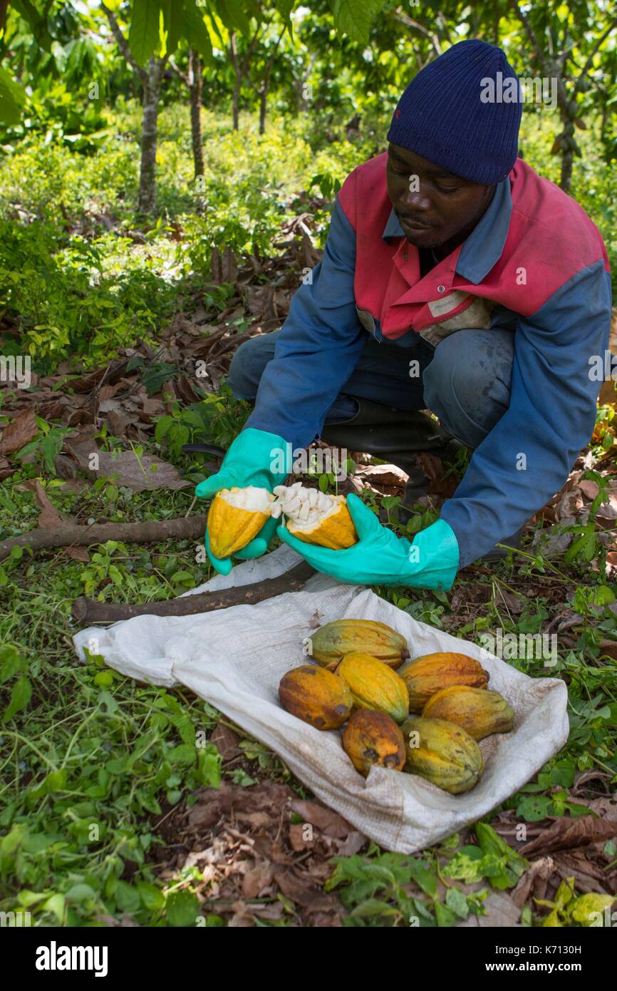 Cameroon, Penja, DjombŽ, cocoa harvest, cocoa plantation, cocoa pods ...