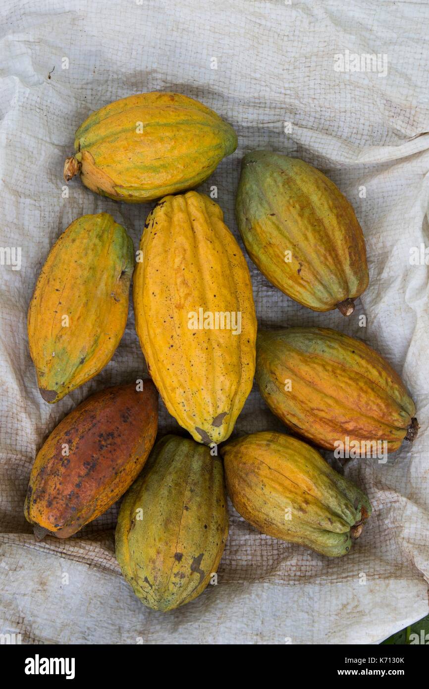 Cameroon, Penja, DjombŽ, cocoa plantation, cocoa pods (Theobroma cacao ...