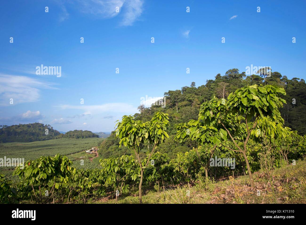 Cameroon, Penja, DjombŽ, cocoa plantation, cocoa (Theobroma cacao Stock ...