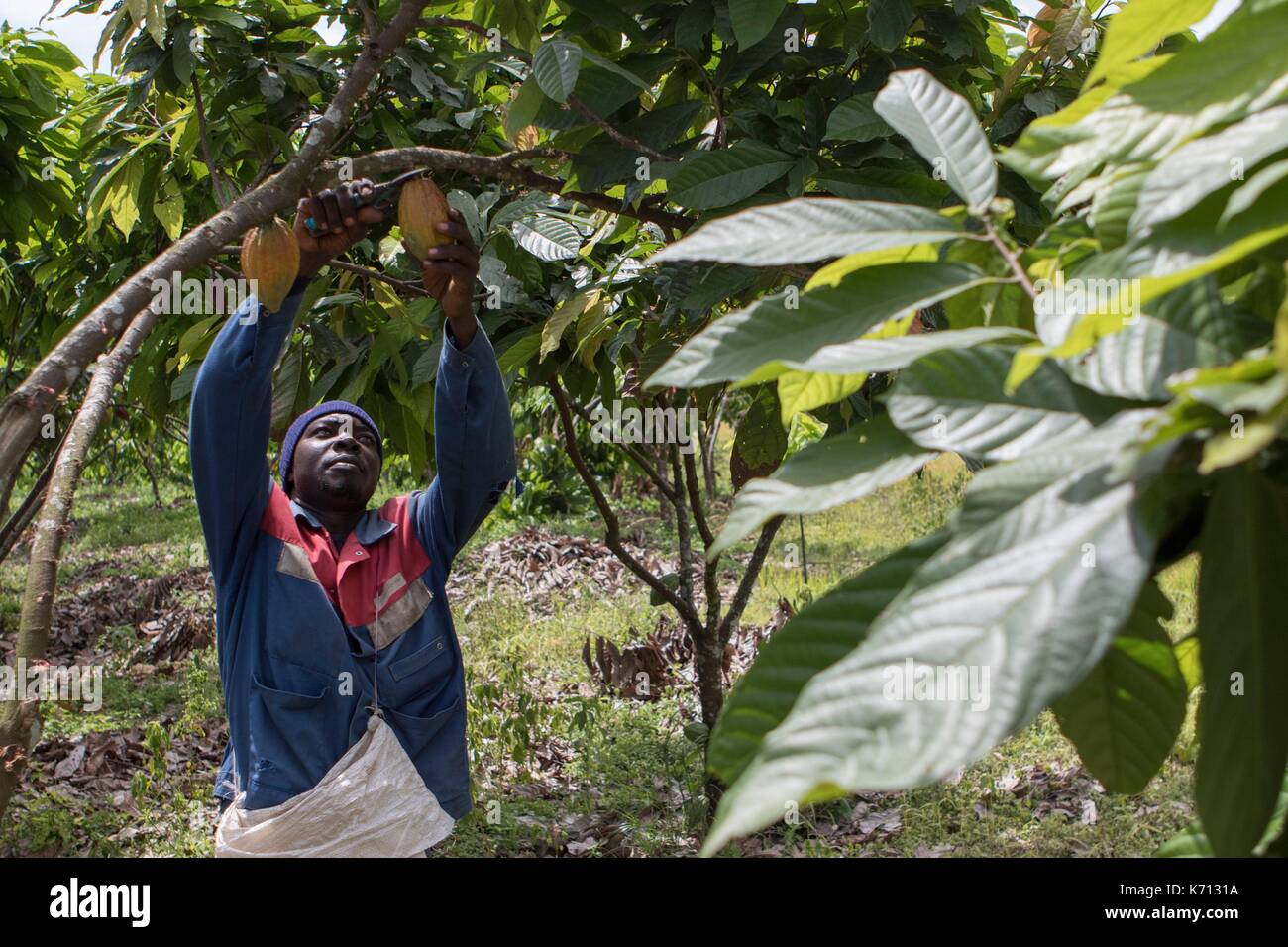 Cameroon, Penja, DjombŽ, cocoa harvest, cocoa plantation, cocoa pods ...