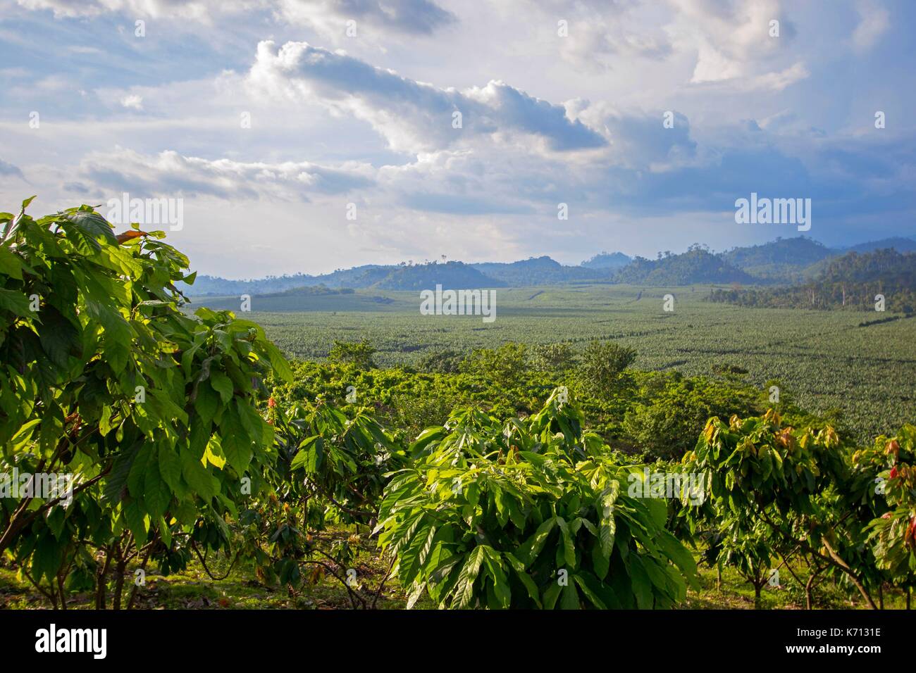 Cacao plantation africa hi-res stock photography and images - Alamy