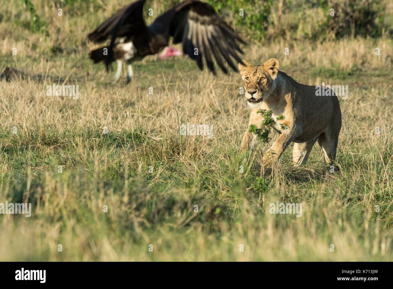 Lion chasing prey hi-res stock photography and images - Alamy
