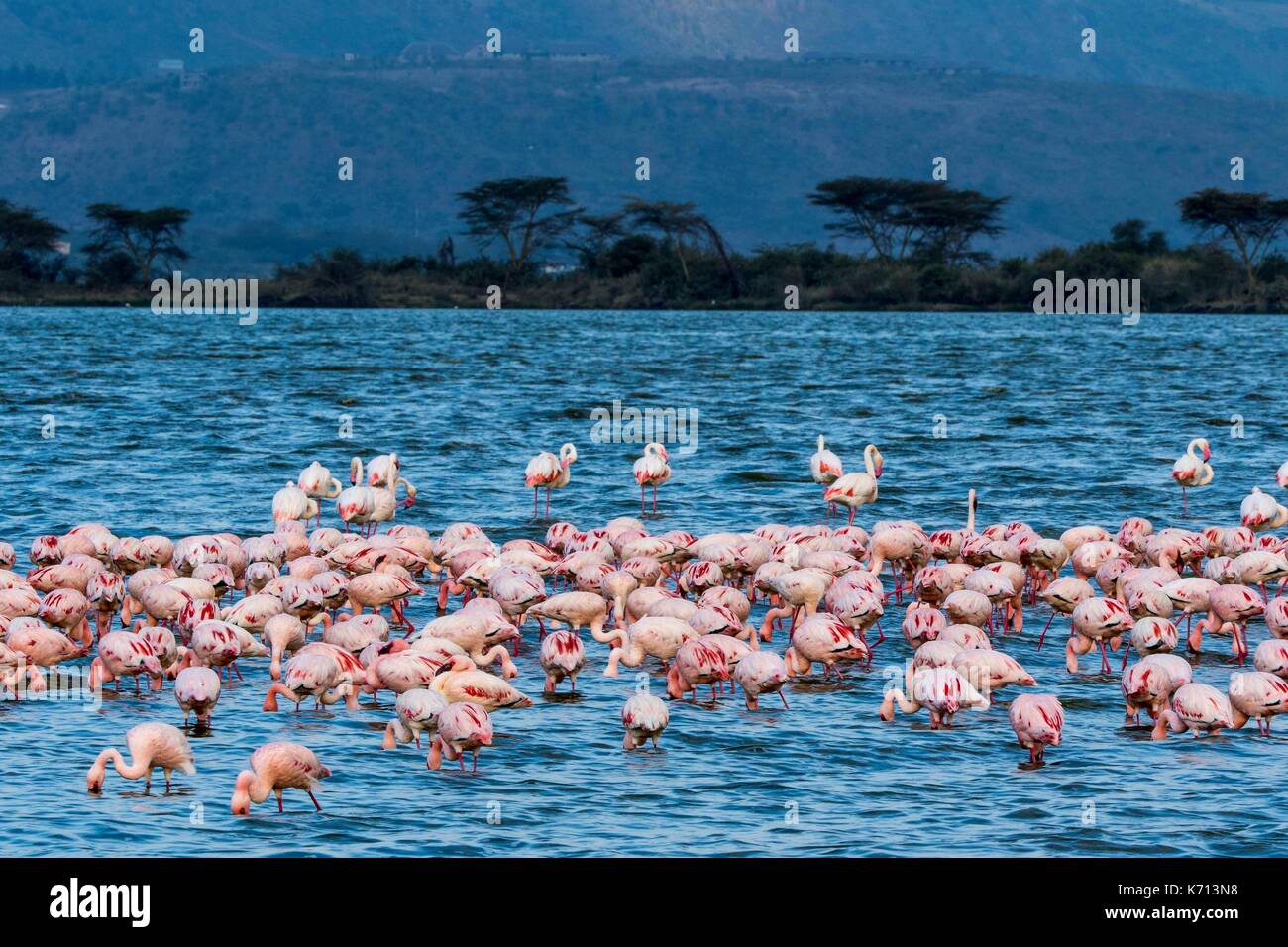 Kenya, Soysambu conservancy, lesser flamingo (Phoeniconaias minor), on ...