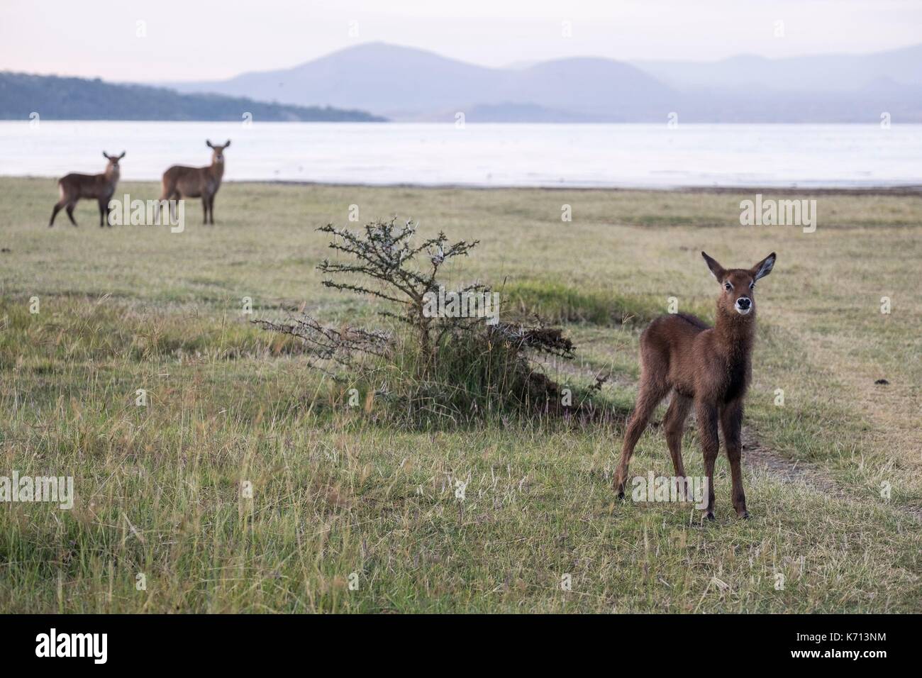 Kenya, Soysambu Game Reserve, waterbuck (Kobus ellipsiprymnus), group ...