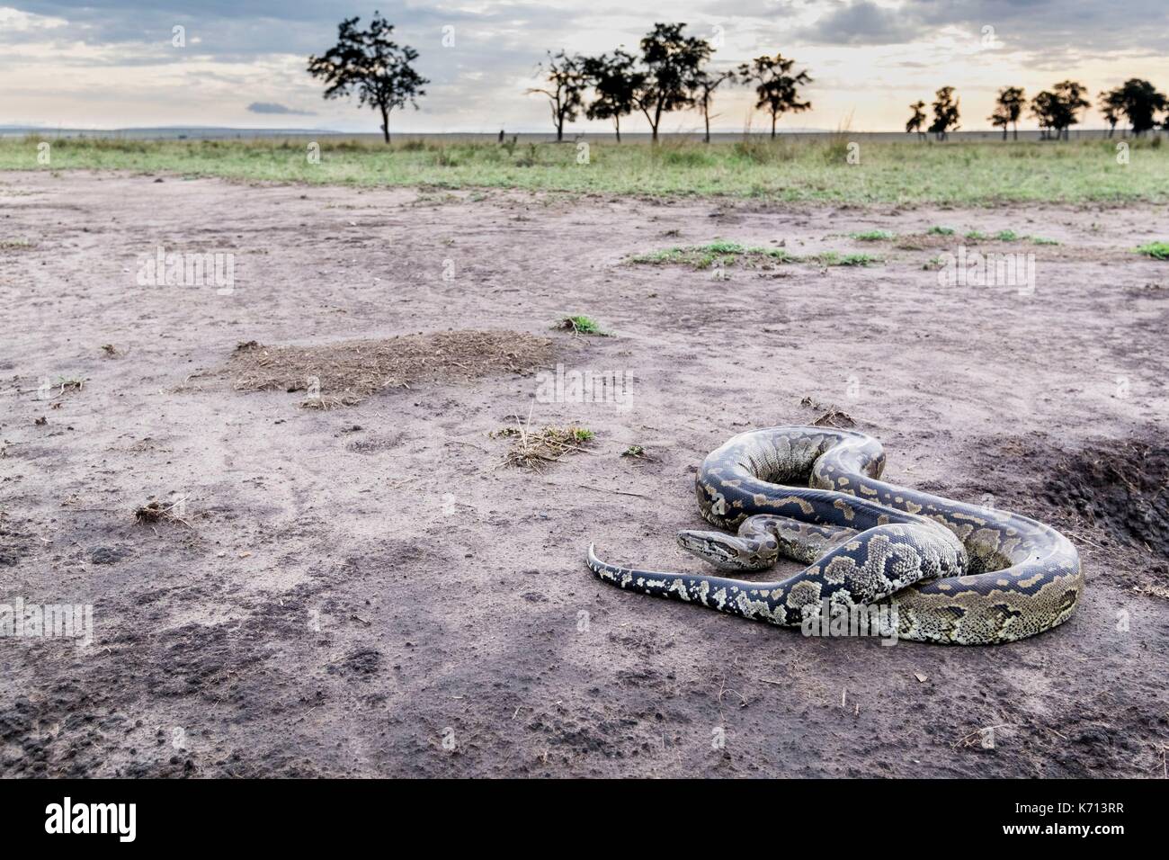 African rock python kenya hi-res stock photography and images - Alamy