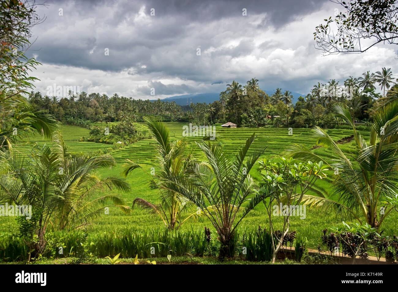 Indonesia, Bali, Belimbing, paddy fields at the foot of mount Batu Karu ...