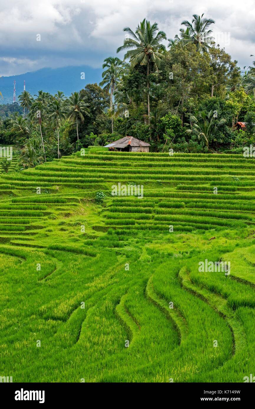 Indonesia, Bali, Belimbing, paddy fields at the foot of mount Batu Karu ...