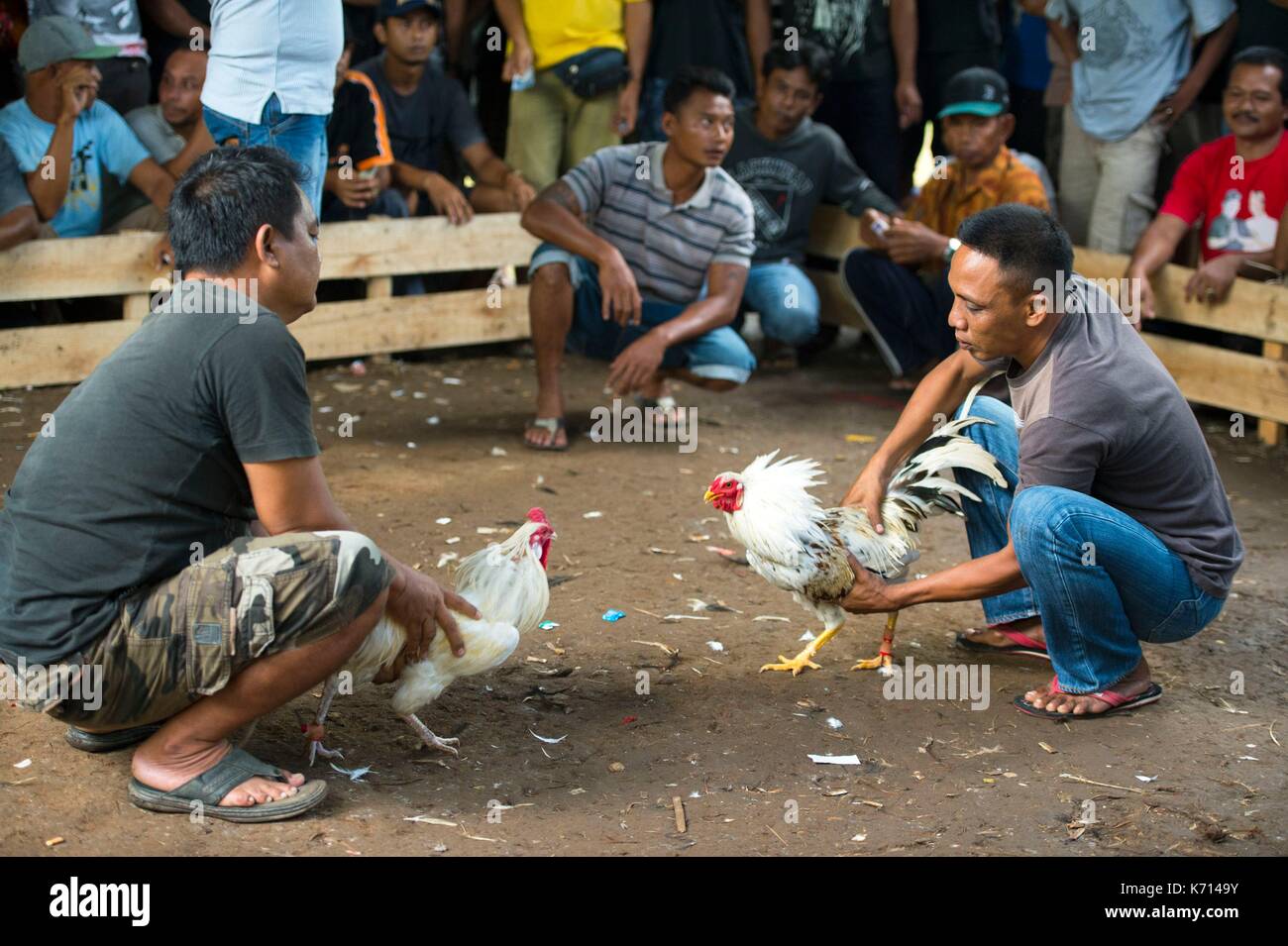 Indonesia, Bali, Tanah Lot, coq fighting Stock Photo - Alamy
