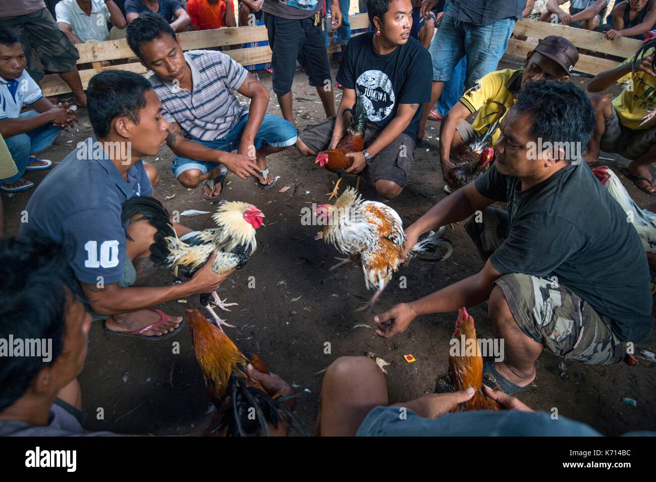 Asia cockfight hi-res stock photography and images - Alamy