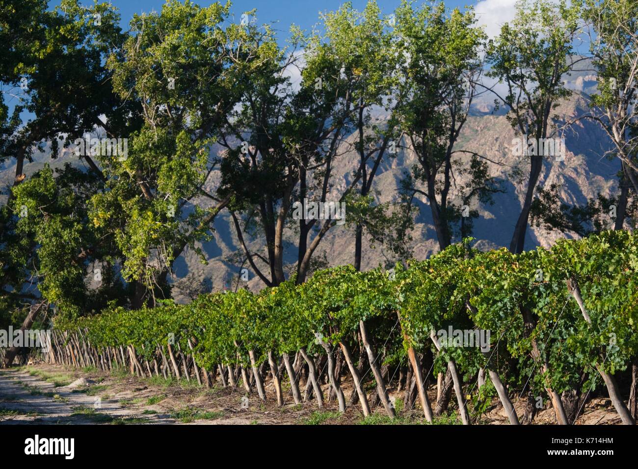 Valles calchaquíes wine hi-res stock photography and images - Alamy