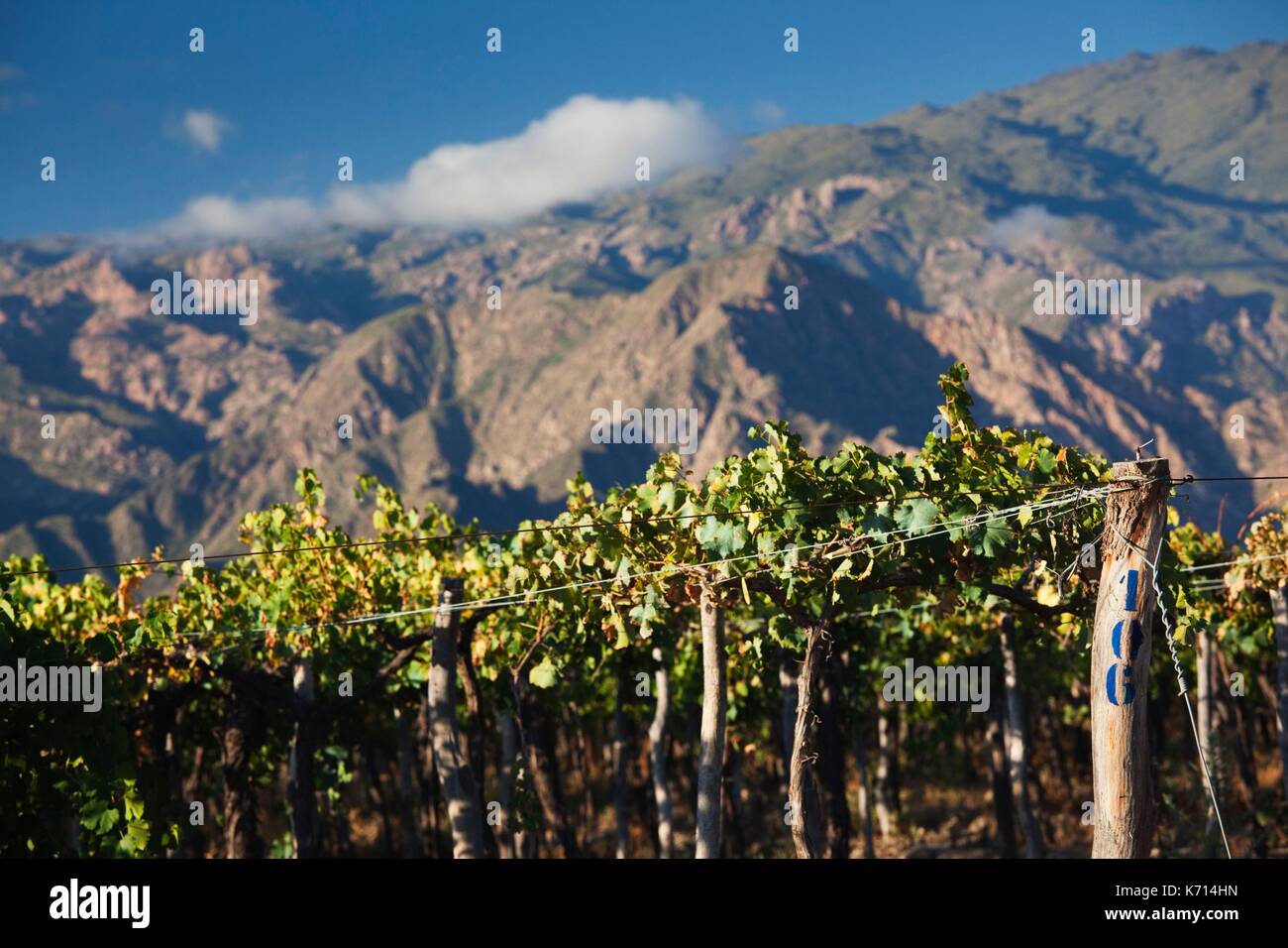 Valles calchaquíes wine hi-res stock photography and images - Alamy