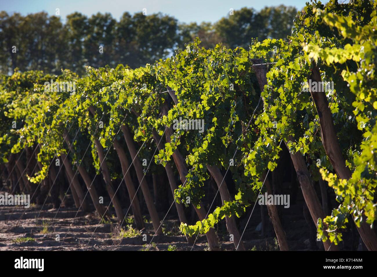 Valles calchaquíes wine hi-res stock photography and images - Alamy