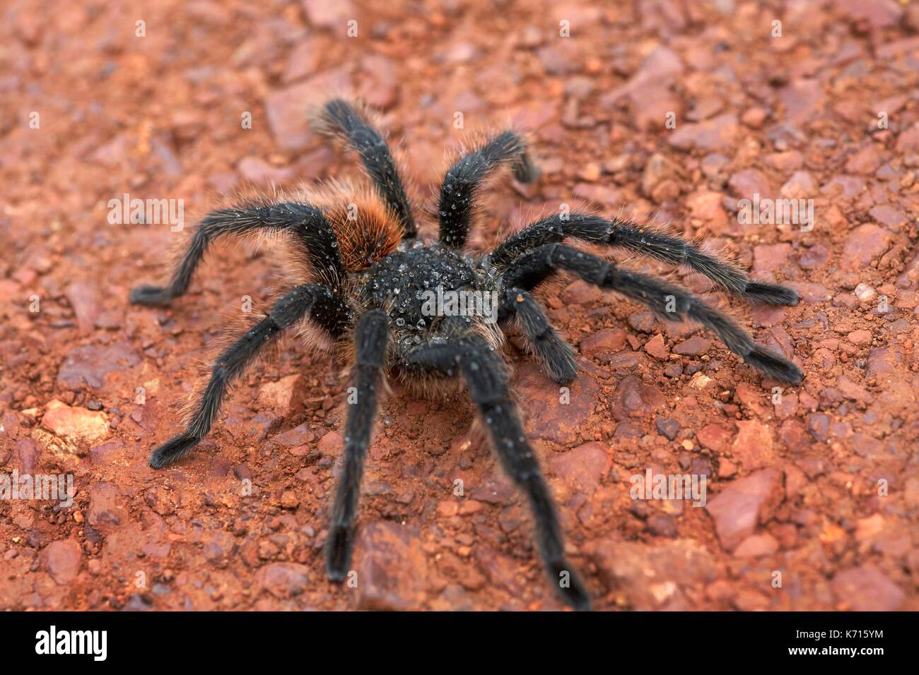 Brazil, Goias, Chapada dos Veadeiros National Park, Araneae ...