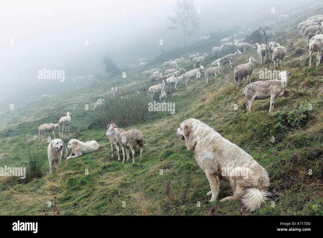 France, Biros, Ariege, Sentein, mountain pass of Cos, dog Patou ...