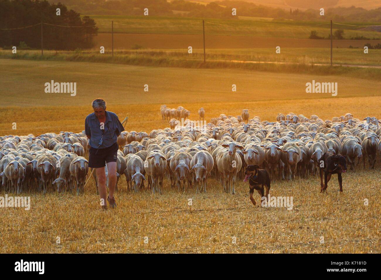 France, Aveyron, Shepherd and his flock of sheep Stock Photo - Alamy