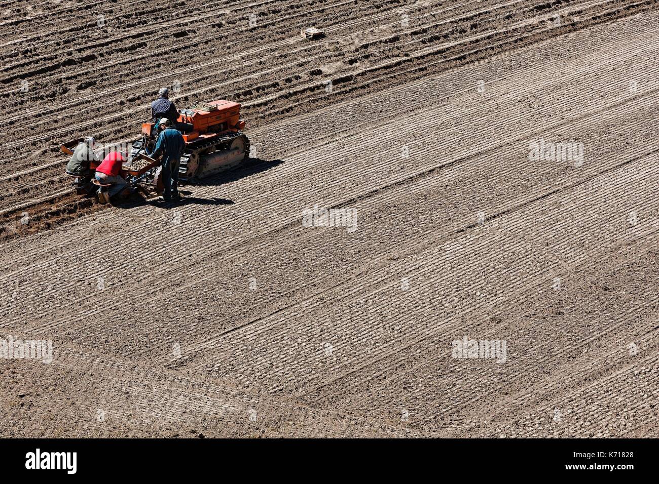 France, Aveyron, Mechanized planting potatoes Stock Photo - Alamy